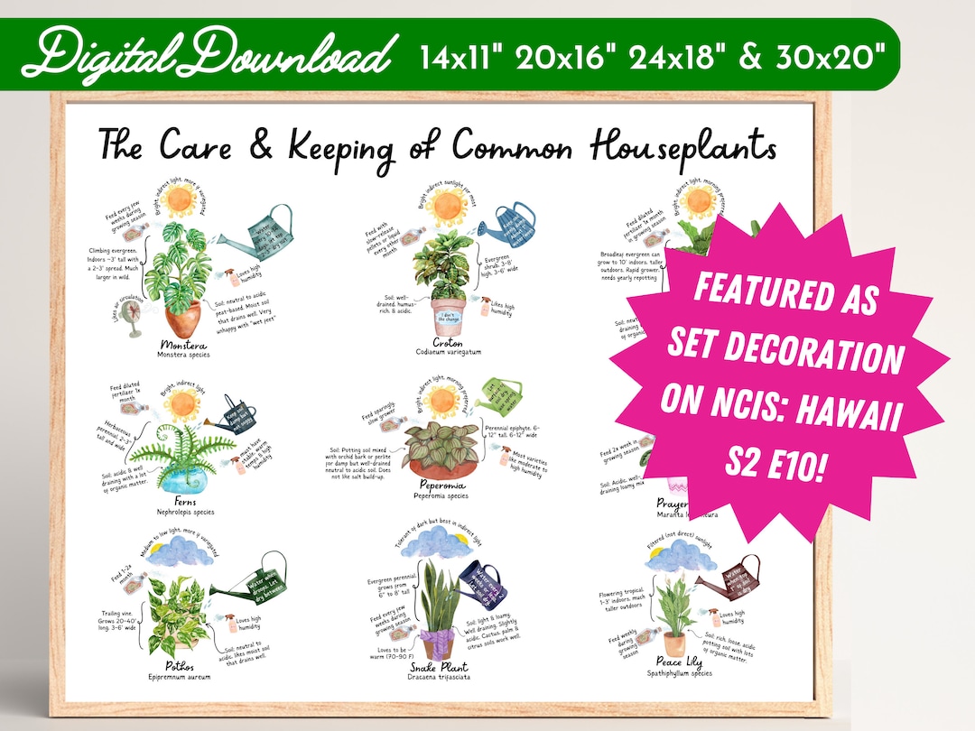 Illustrated Care Guide for Common Houseplants-indoor Plant Care ...
