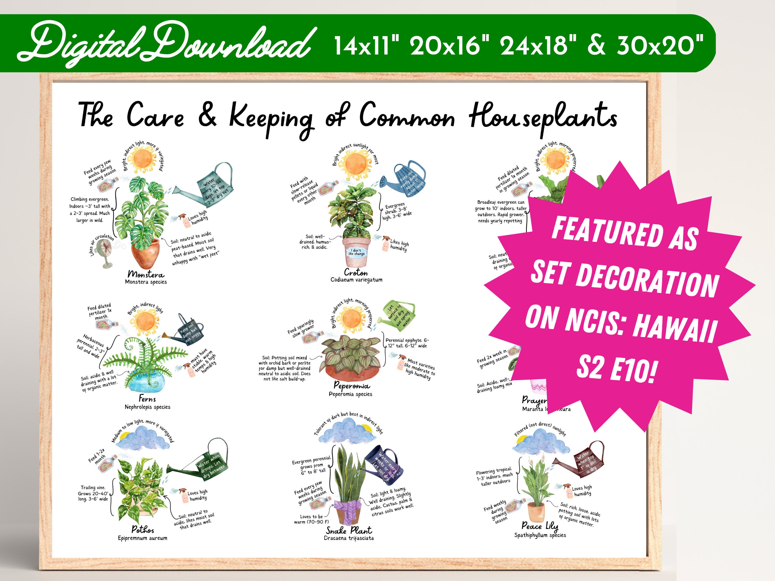 Illustrated Care Guide for Common Houseplants-indoor Plant Care ...