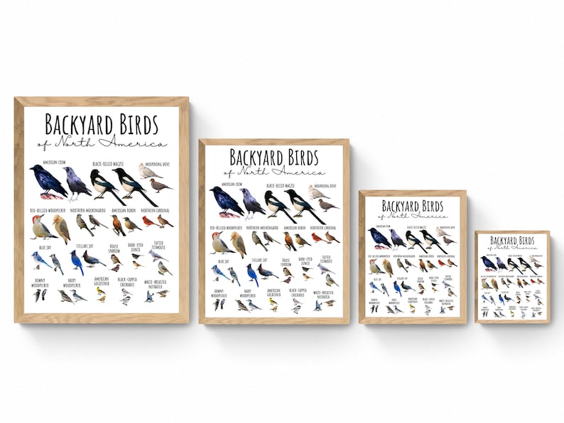 4 SIZES Backyard Birds of North America Chart-birding Poster ...