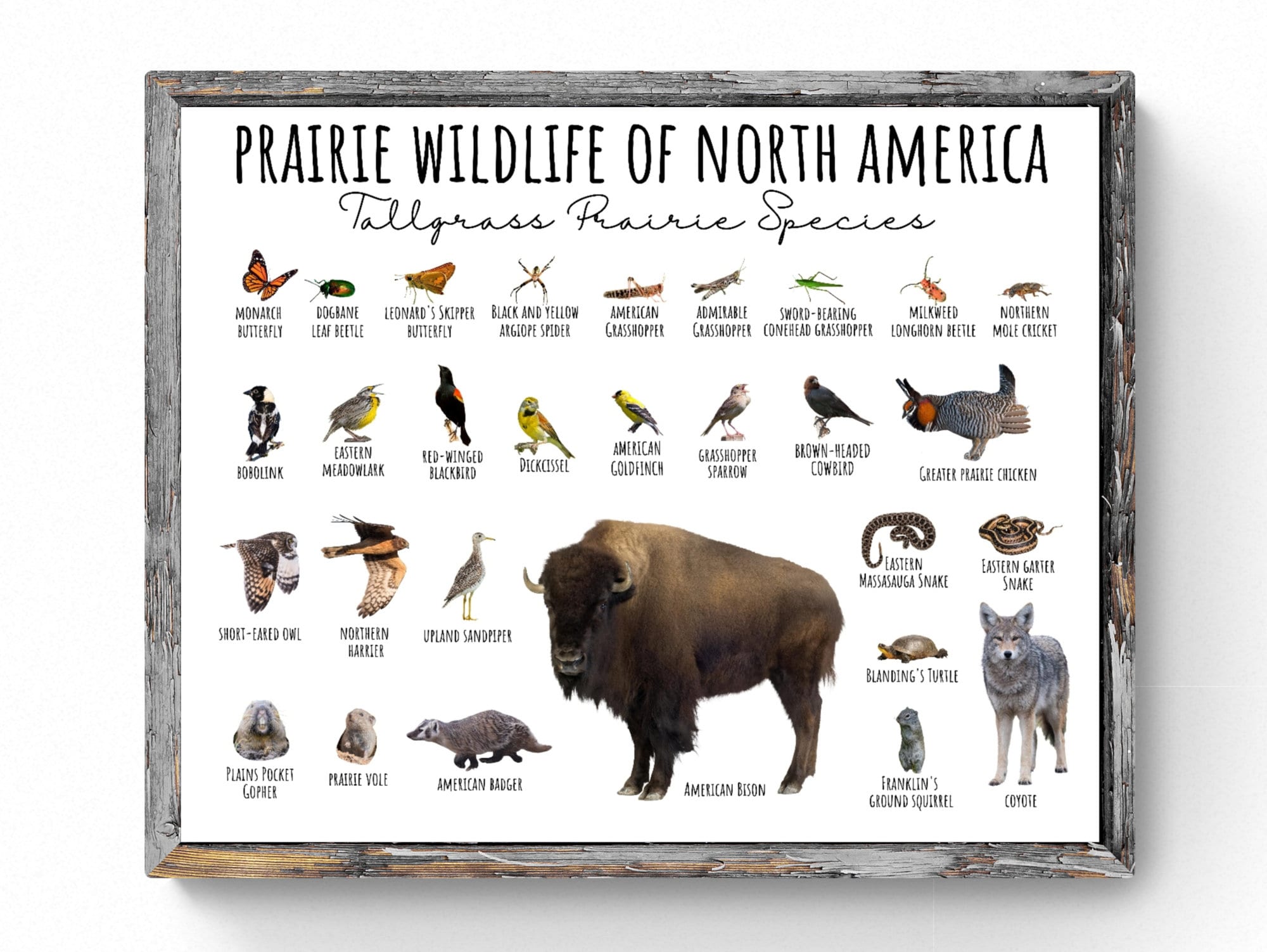 North American Grassland Animals