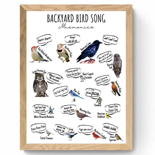 4 SIZES Backyard Bird Song Calls Mnemonics Print-birding - Etsy