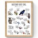 4 SIZES Backyard Bird Song Calls Mnemonics Print-birding Poster ...