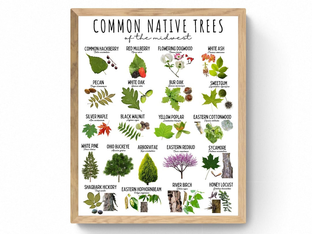 5 SIZES Midwest Native Trees Print-oak Pine Maple Birch Hickory-nature ...
