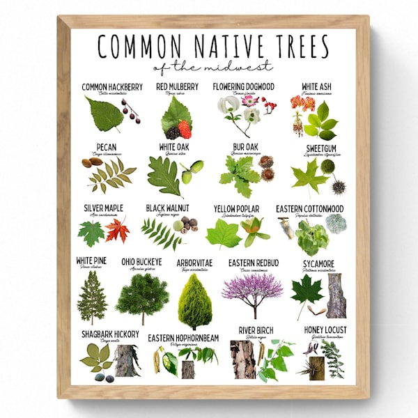 Leaf Identification Print - Etsy