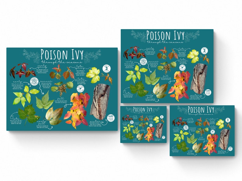 4 SIZES Poison Ivy Seasonal Identification Print-educational Chart ...