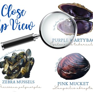 3 Sizes-freshwater Shells of the Midwest-lake Decor-shell Types Id ...