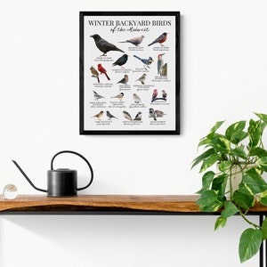 3 SIZES Backyard Winter Birds of the Midwest Chart-birding Poster ...