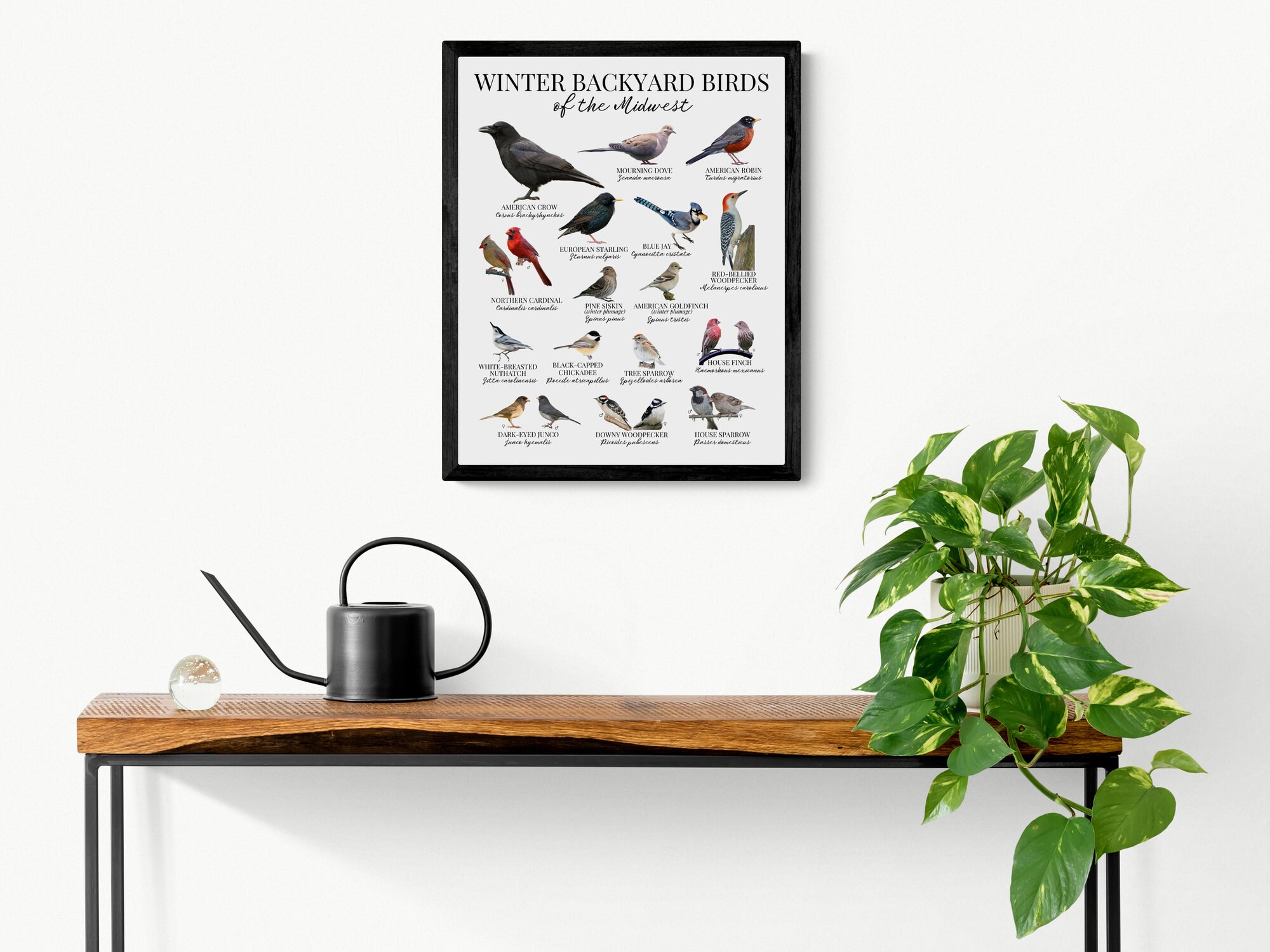 3 SIZES Backyard Winter Birds of the Midwest Chart-birding Poster ...