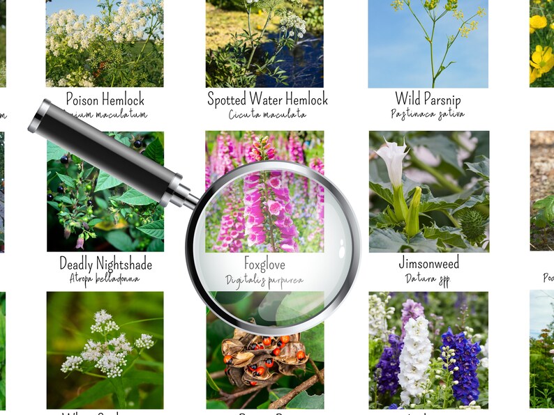 3 SIZES Poisonous Plants Identification Chart-common North America ...