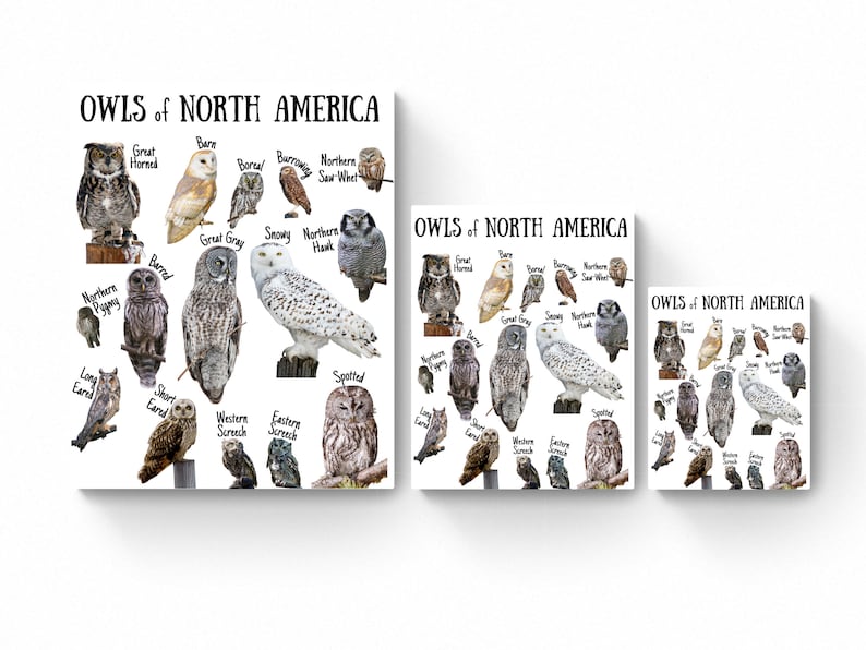 3 SIZES Owls of North America Scaled Print-chart - Etsy