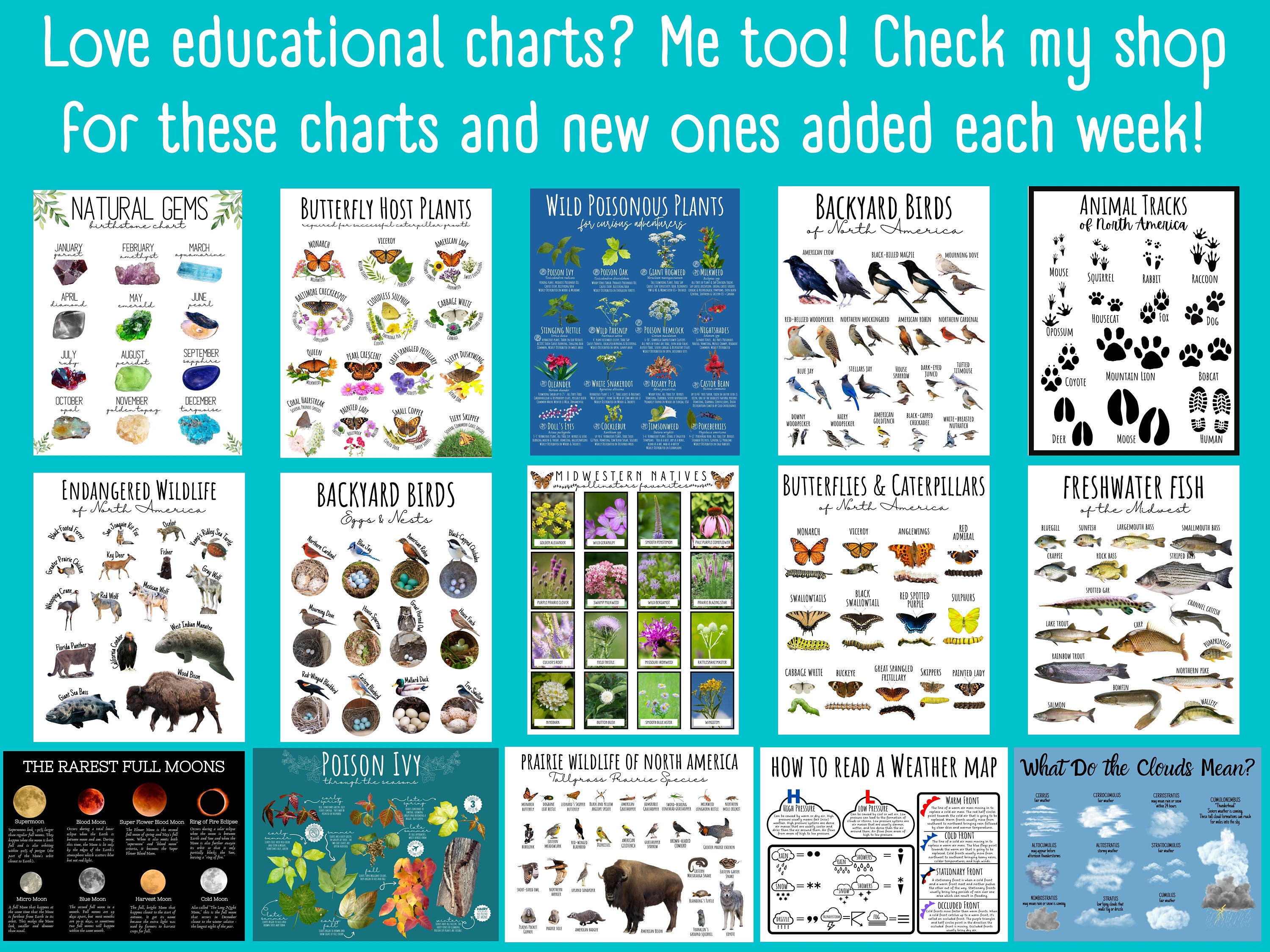 3 Sizes-microecosystem Illustration-life Under a Rotten Log-ecosystem ...