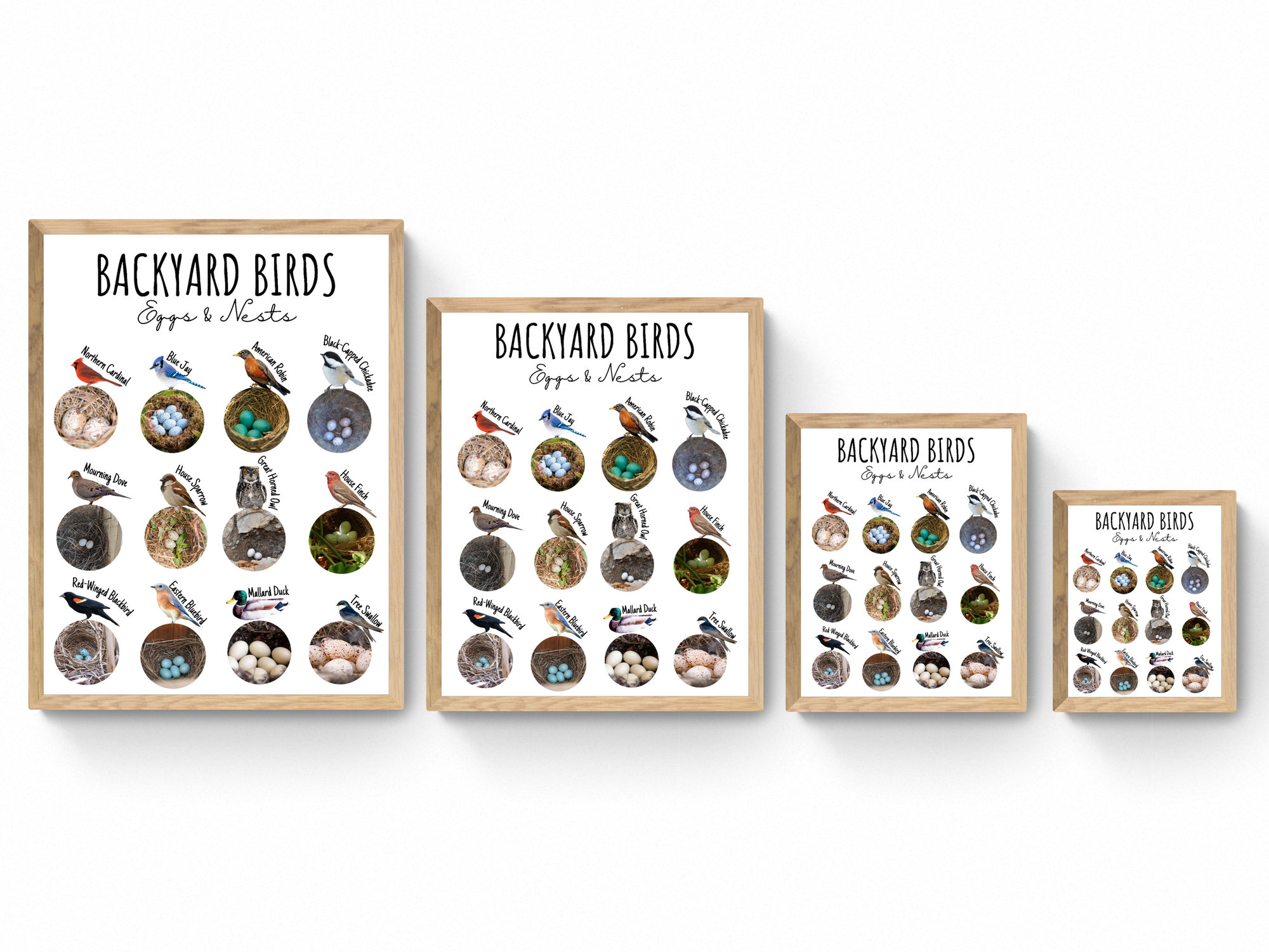4 SIZES Backyard Bird Nest & Egg Identification Chart-educational Print ...