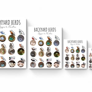4 SIZES Backyard Bird Nest & Egg Identification Chart-educational Print ...