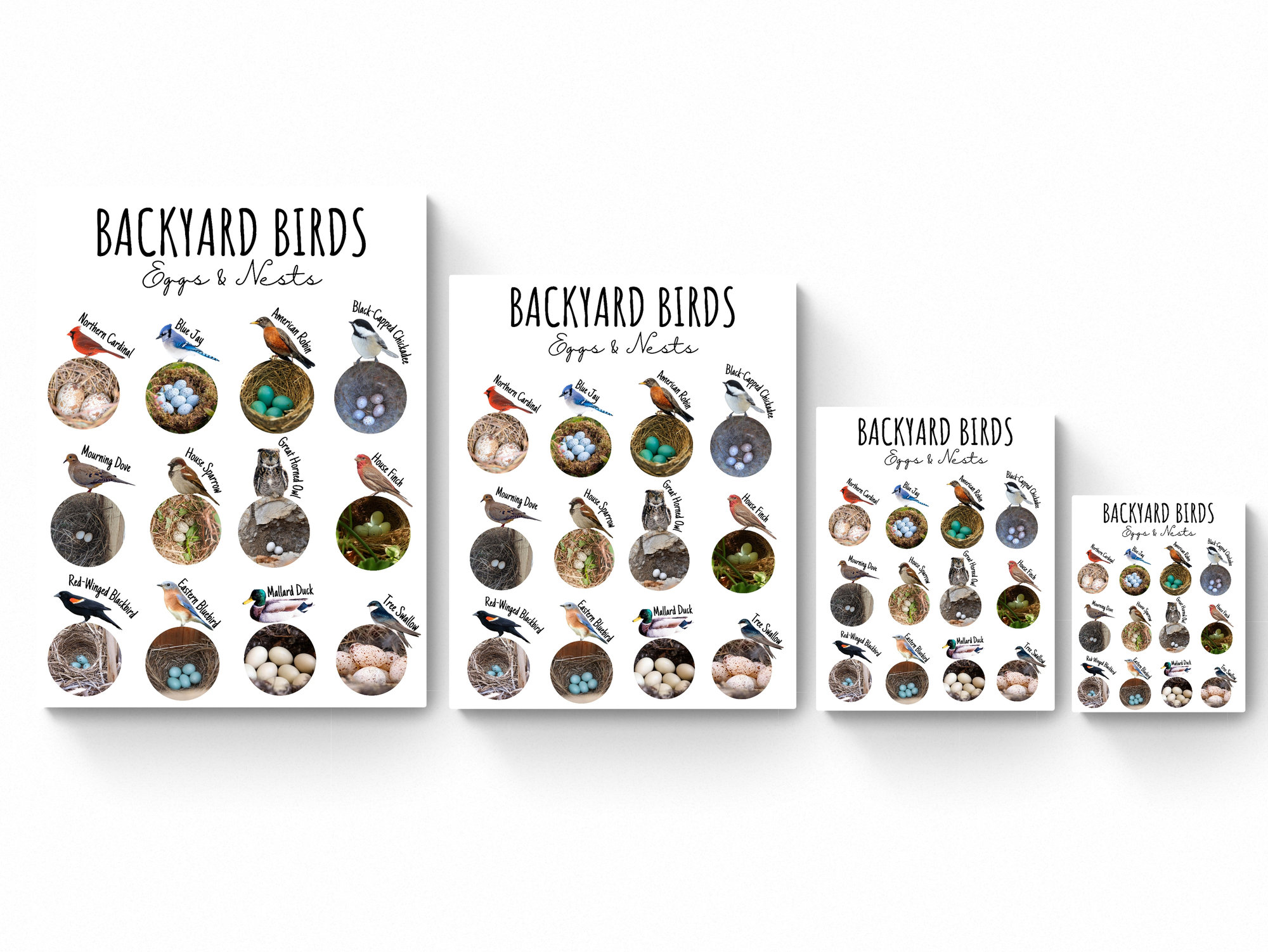 4 SIZES Backyard Bird Nest & Egg Identification Chart-educational Print ...