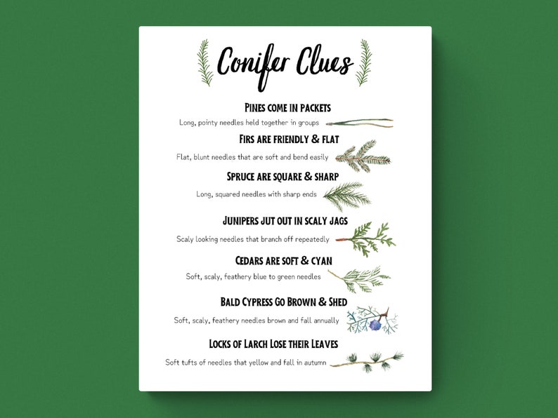 3 Sizes-conifer Tree ID Print-fall Decor-pine - Etsy