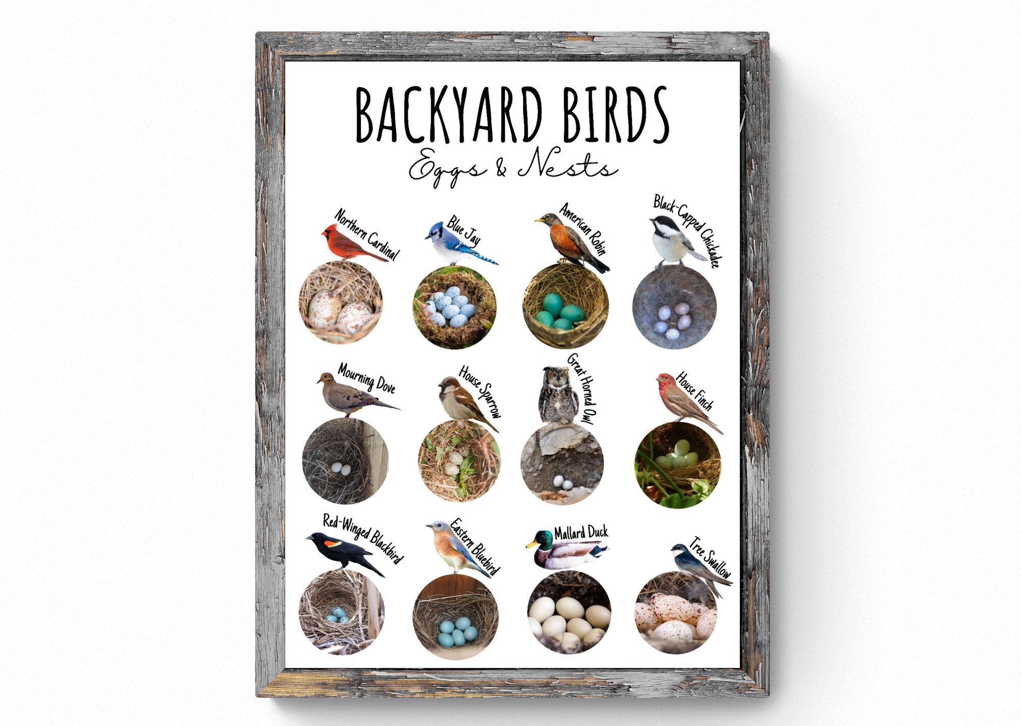 4 SIZES Backyard Bird Nest & Egg Identification - Etsy