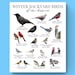 3 SIZES Backyard Winter Birds of the Midwest Chart-birding Poster ...