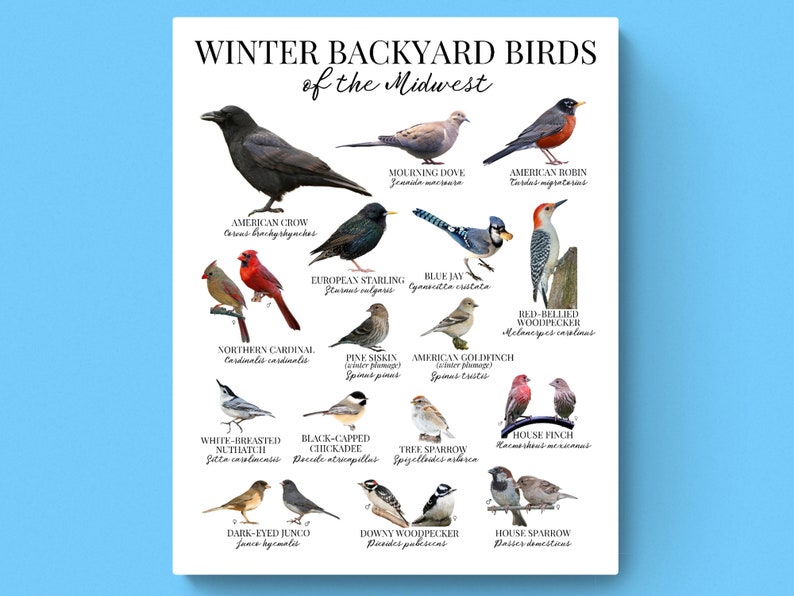3 SIZES Backyard Winter Birds of the Midwest Chart-birding - Etsy