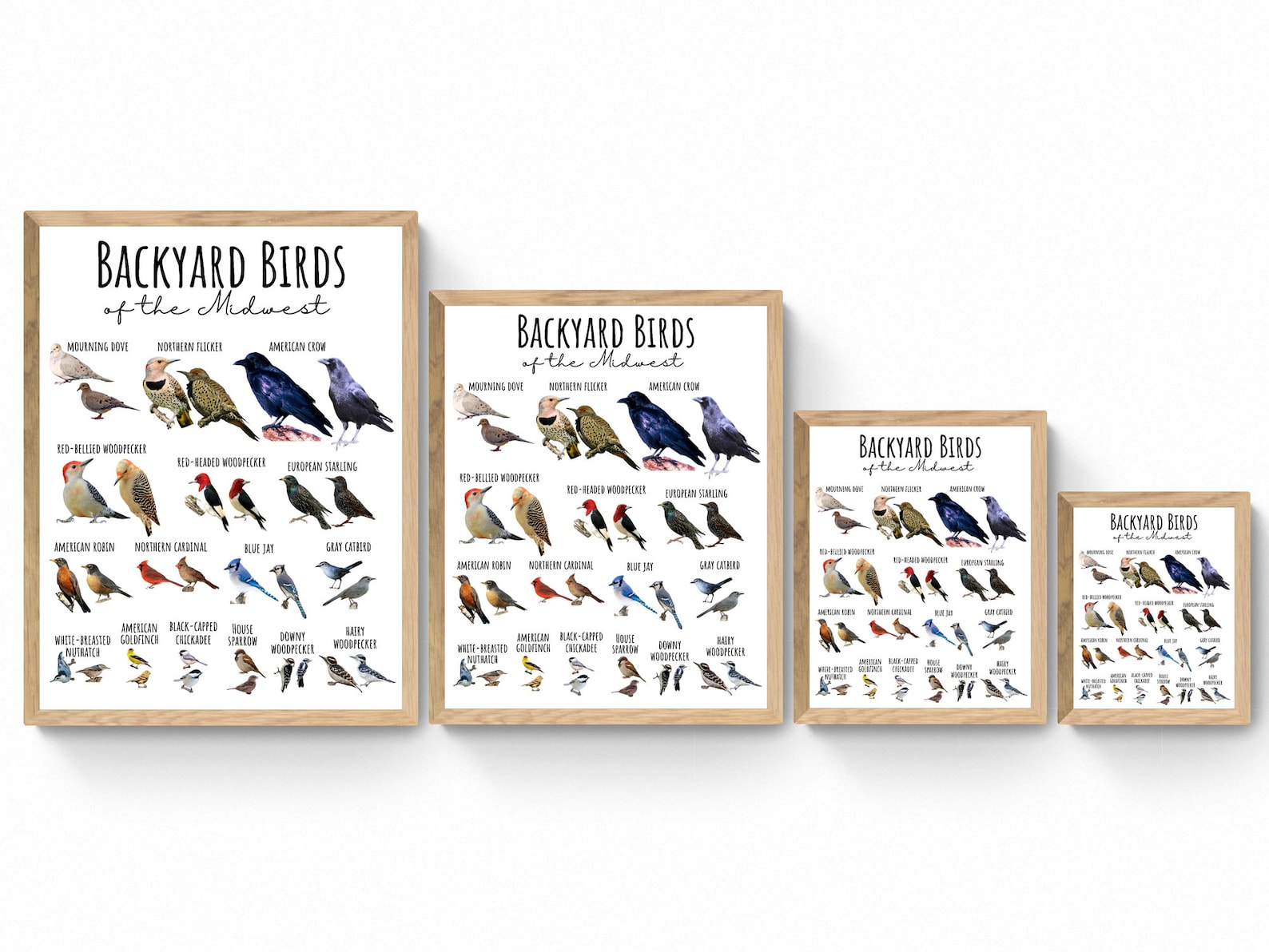 4 SIZES Backyard Birds of the Midwest Chart-birding Poster-educational ...