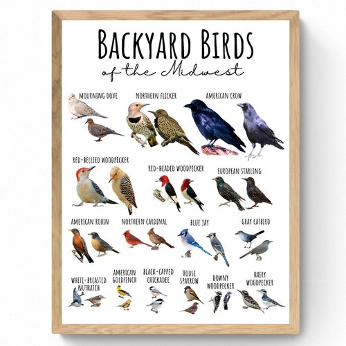 Birds of Ohio Backyard Birding Identification Picture Print/ - Etsy