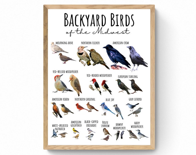 Watercolor Backyard Birds Poster & Flashcards - Etsy Canada