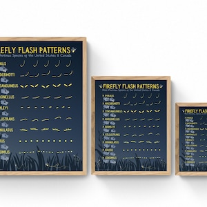 3 Sizes-firefly Flash Patterns of North America Illustration-lightning ...