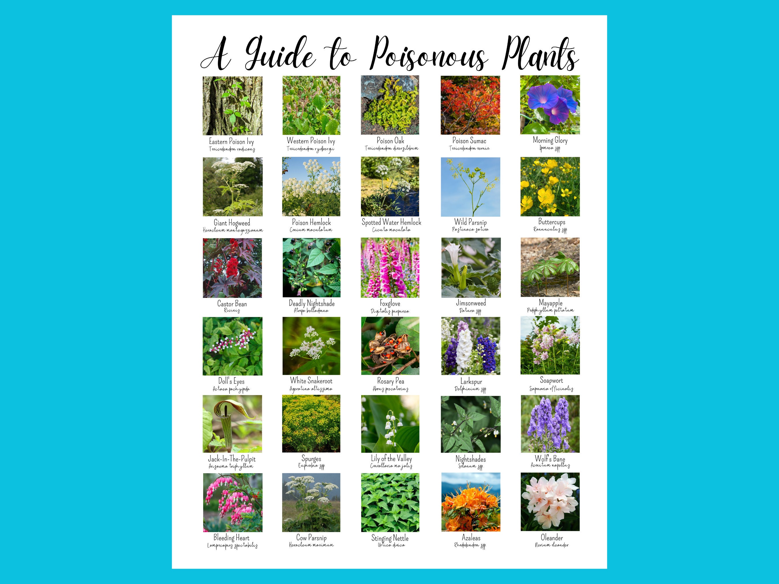 3 SIZES Poisonous Plants Identification Chart-Common North America ...