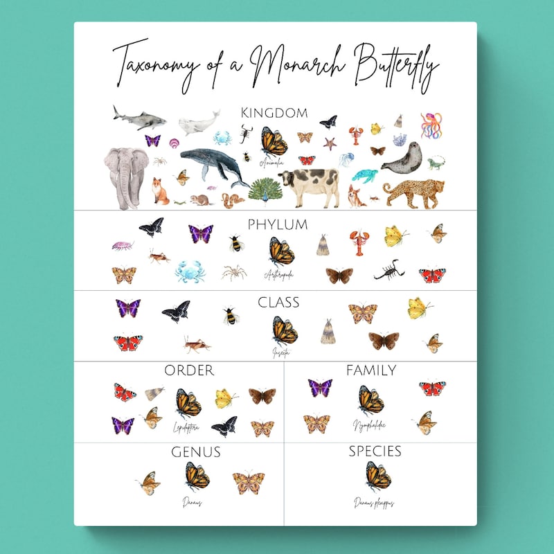 Taxonomy Poster Prints - Etsy UK
