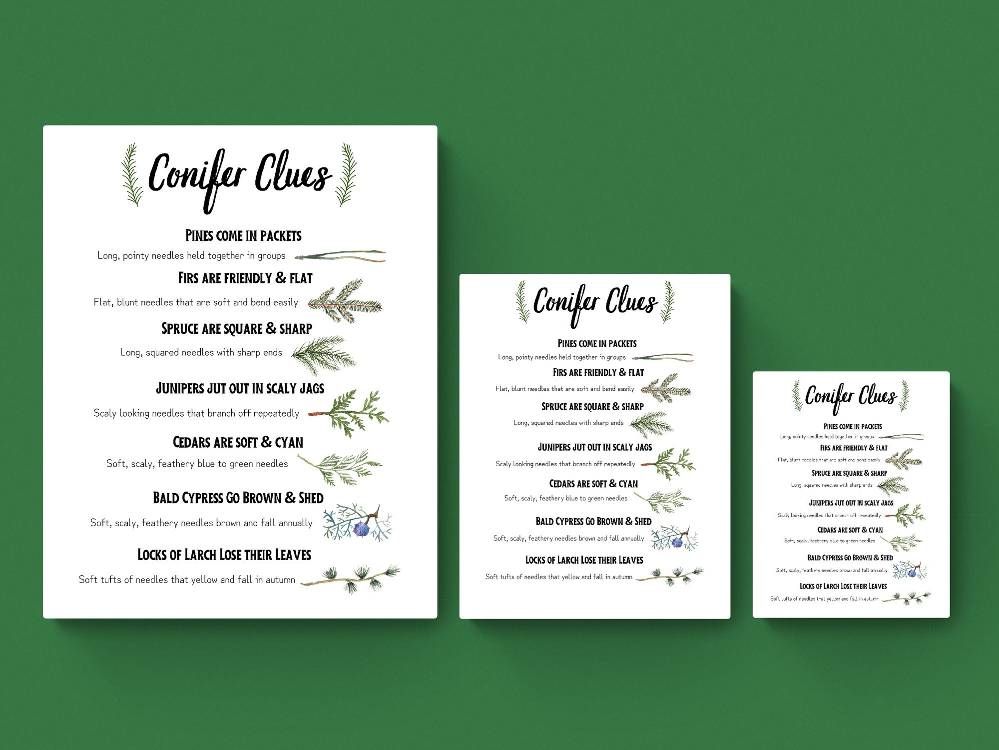 3 Sizes-conifer Tree ID Print-fall Decor-pine - Etsy