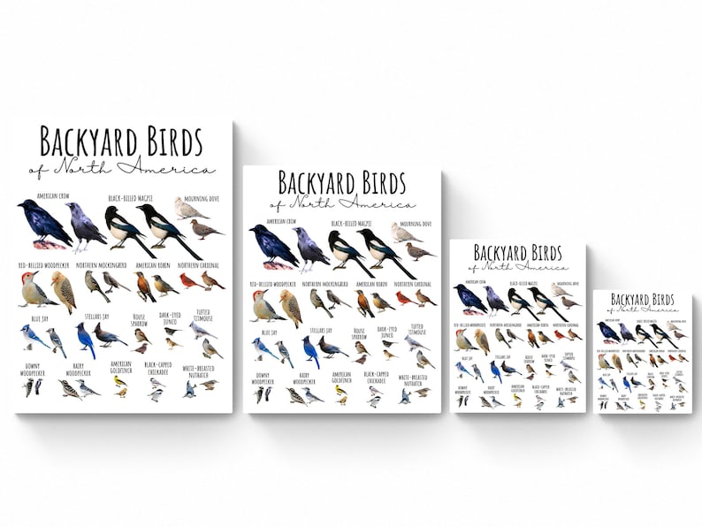 4 SIZES Backyard Birds of North America Chart-birding Poster ...