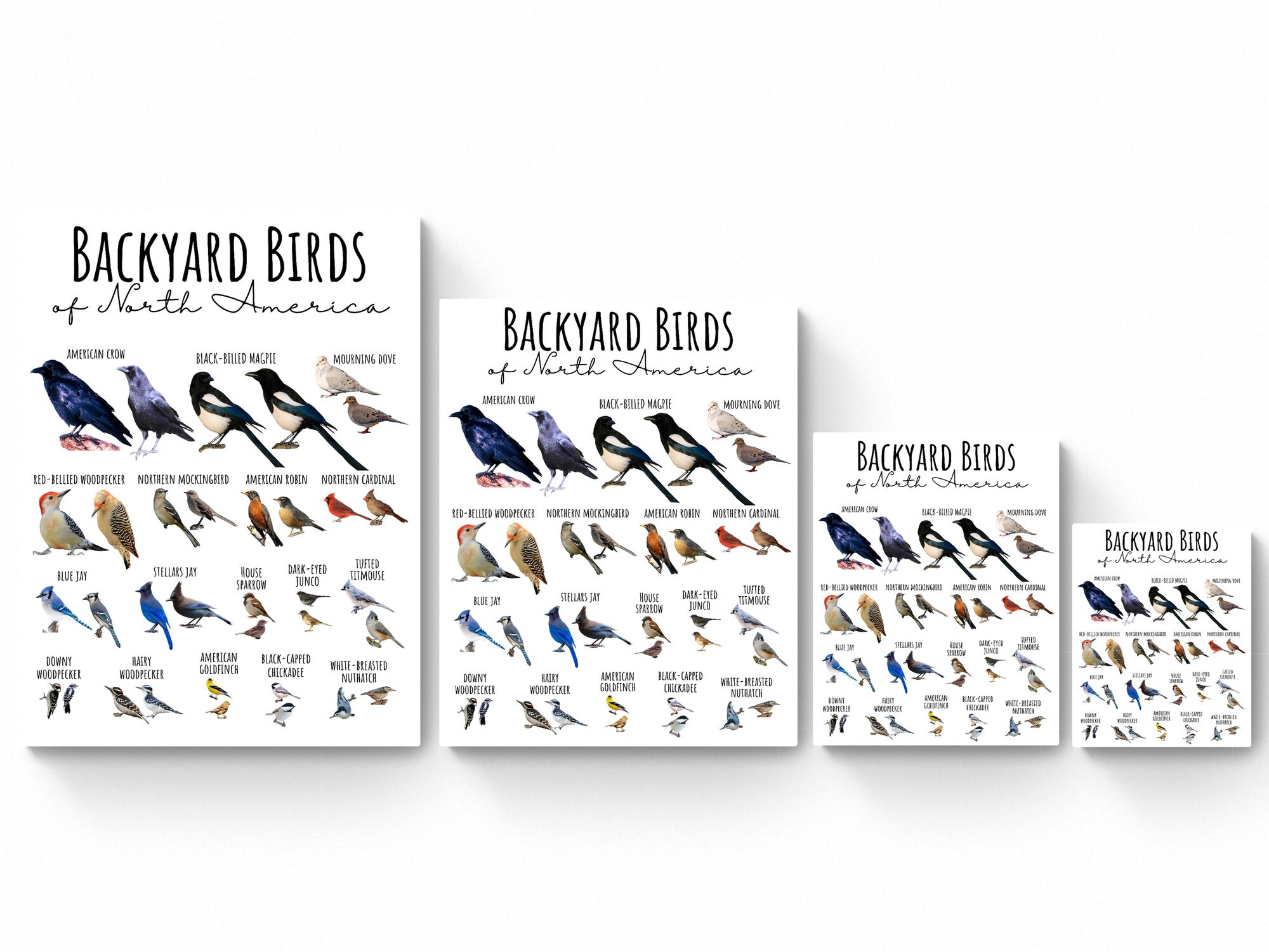4 SIZES Backyard Birds of North America Chart-birding | Etsy