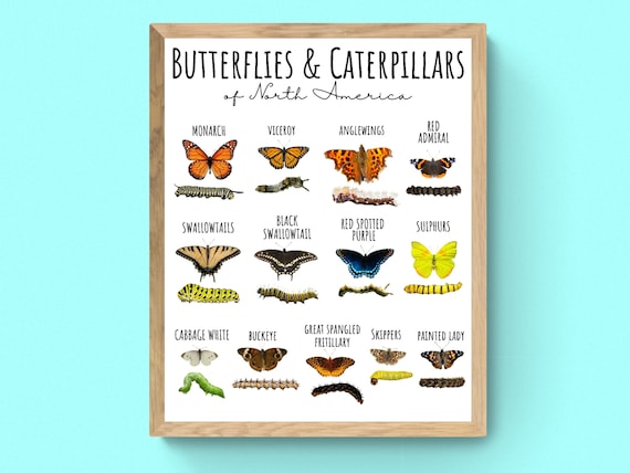 North American Butterfly Chart