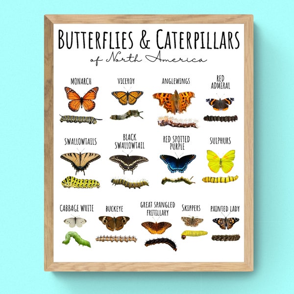 Butterfly Poster - Etsy