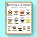 3 SIZES Freshwater Fish of the Midwest Chart-fishing Poster-educational ...