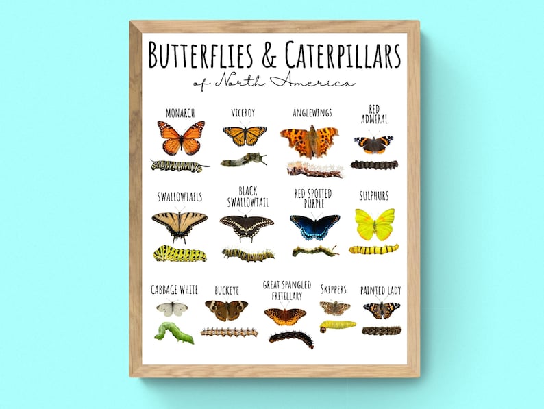 4 SIZES Butterflies Caterpillars North America Chart-insect Poster ...