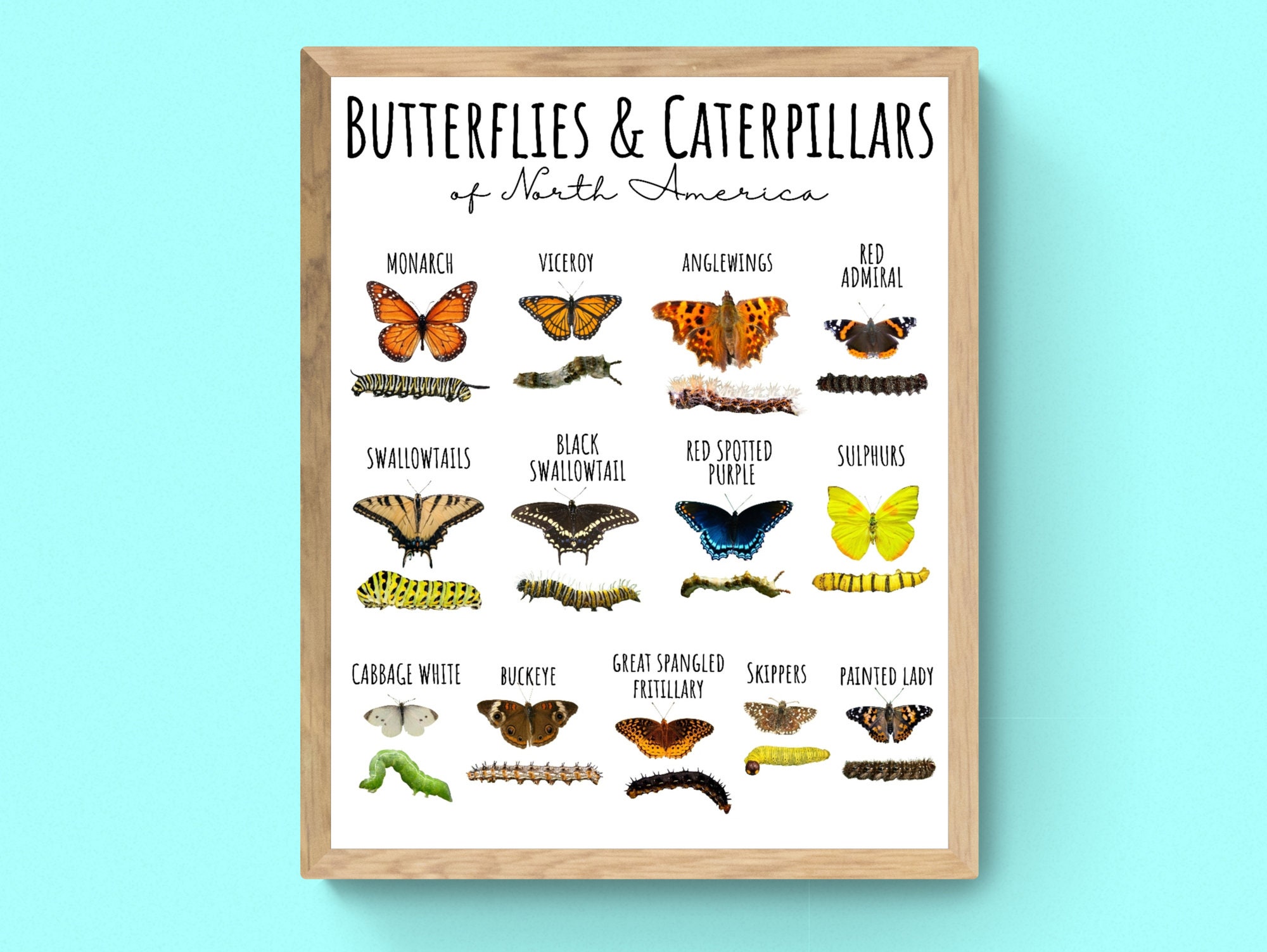4 SIZES Butterflies Caterpillars North America Chart-insect Poster ...