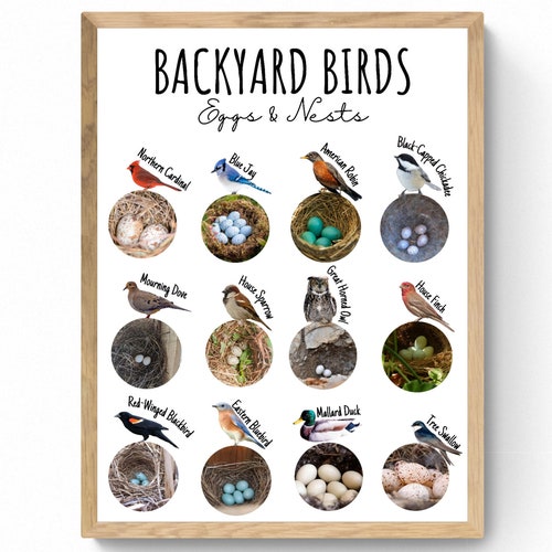 3 SIZES Backyard Bird Egg Identification Print-educational - Etsy