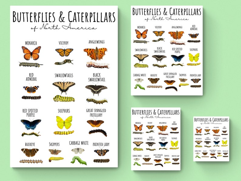4 SIZES Butterflies Caterpillars North America Chart-insect Poster ...