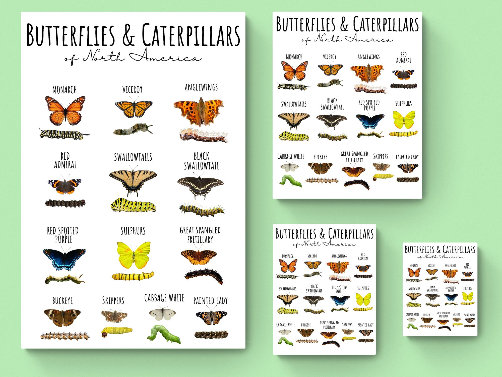 4 SIZES Butterflies Caterpillars North America Chart-insect Poster ...