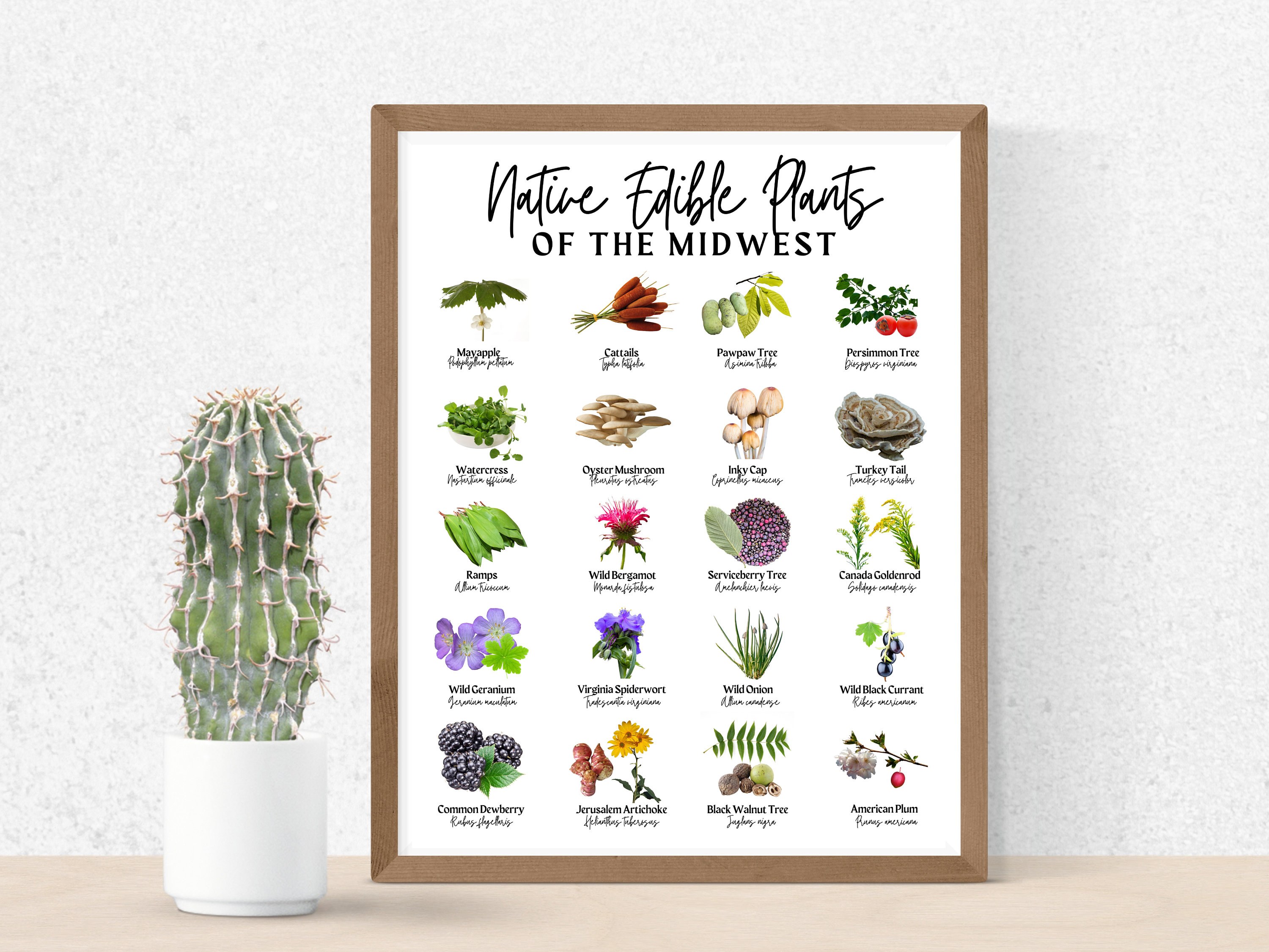 3 SIZES Native Midwest Edible Plants Identification Chart-midwestern ...