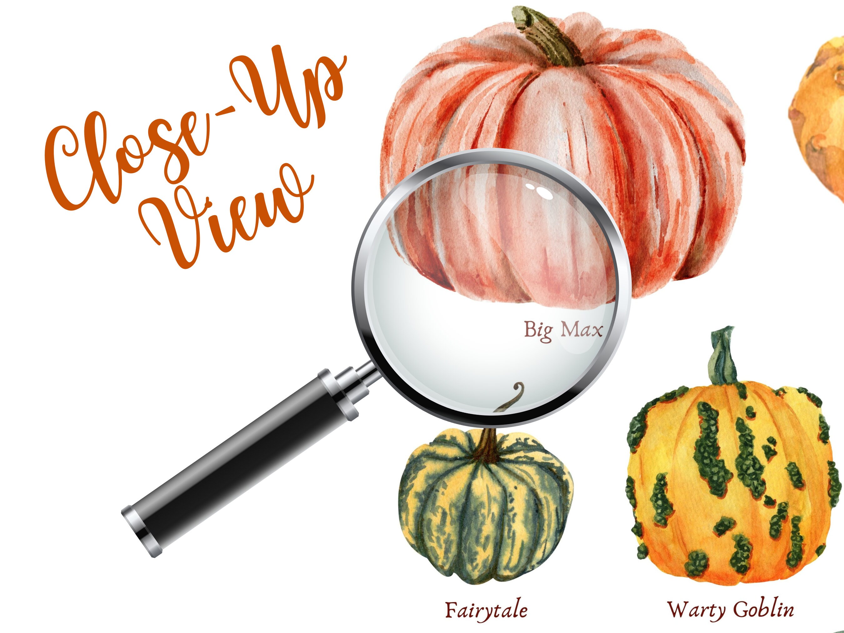 Pumpkins Squash Common Names Print-fall Decor-cucurbit - Etsy