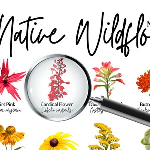 Native Wildflowers of North America ID Poster- 11x14 16x20 18x24 ...