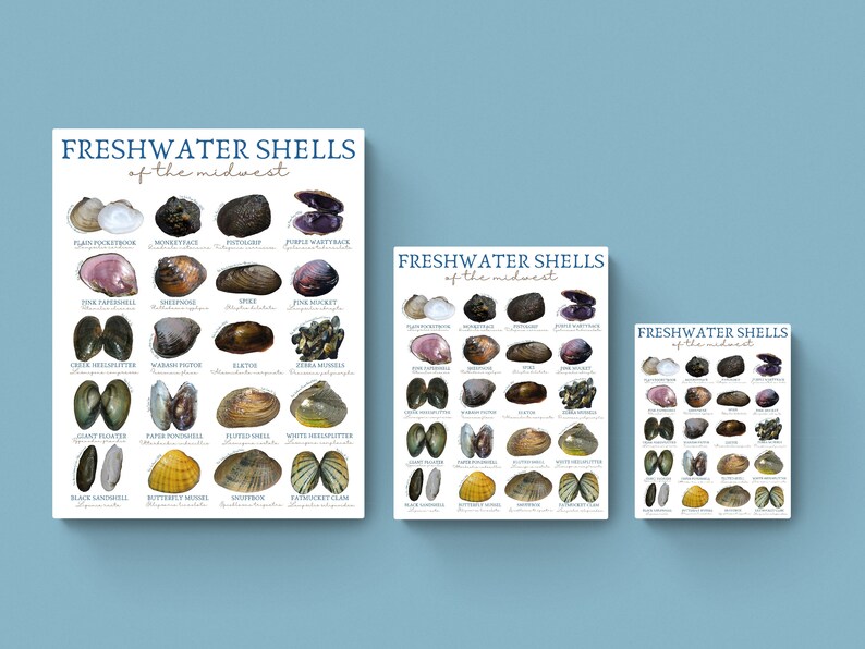 3 Sizes-freshwater Shells of the Midwest-lake Decor-shell Types Id ...