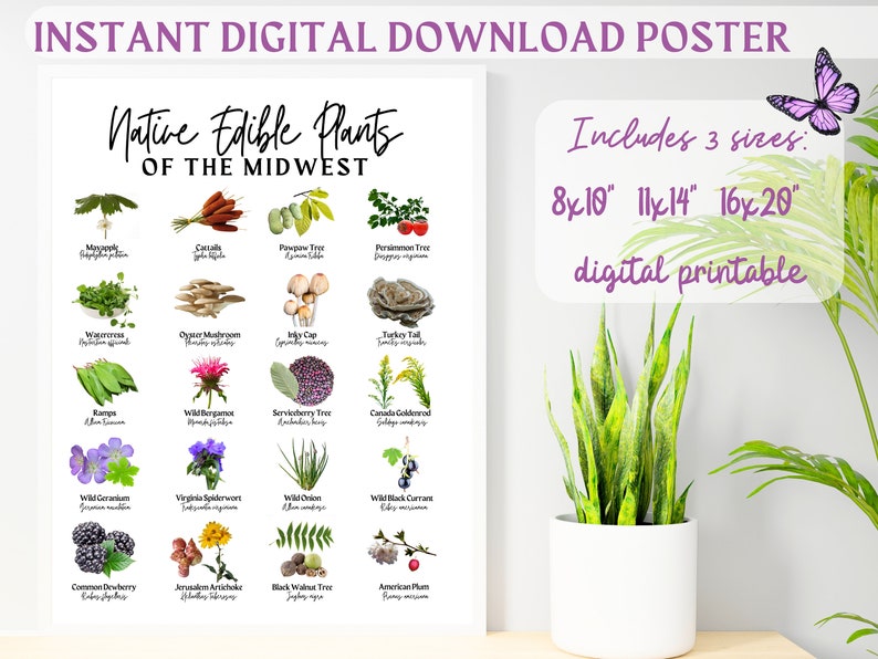 3 SIZES Native Midwest Edible Plants Identification Chart-midwestern ...
