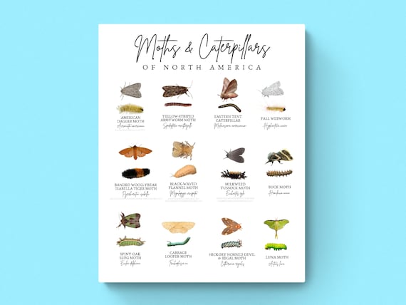 5 SIZES Moths Caterpillars North America Chart-insect - Etsy Australia