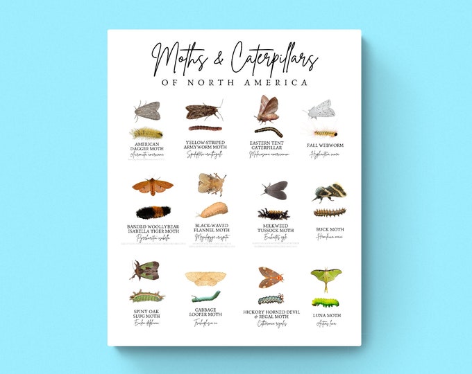 British Insects A4 Identification Chart, Wildlife Card, Bugs Poster ...