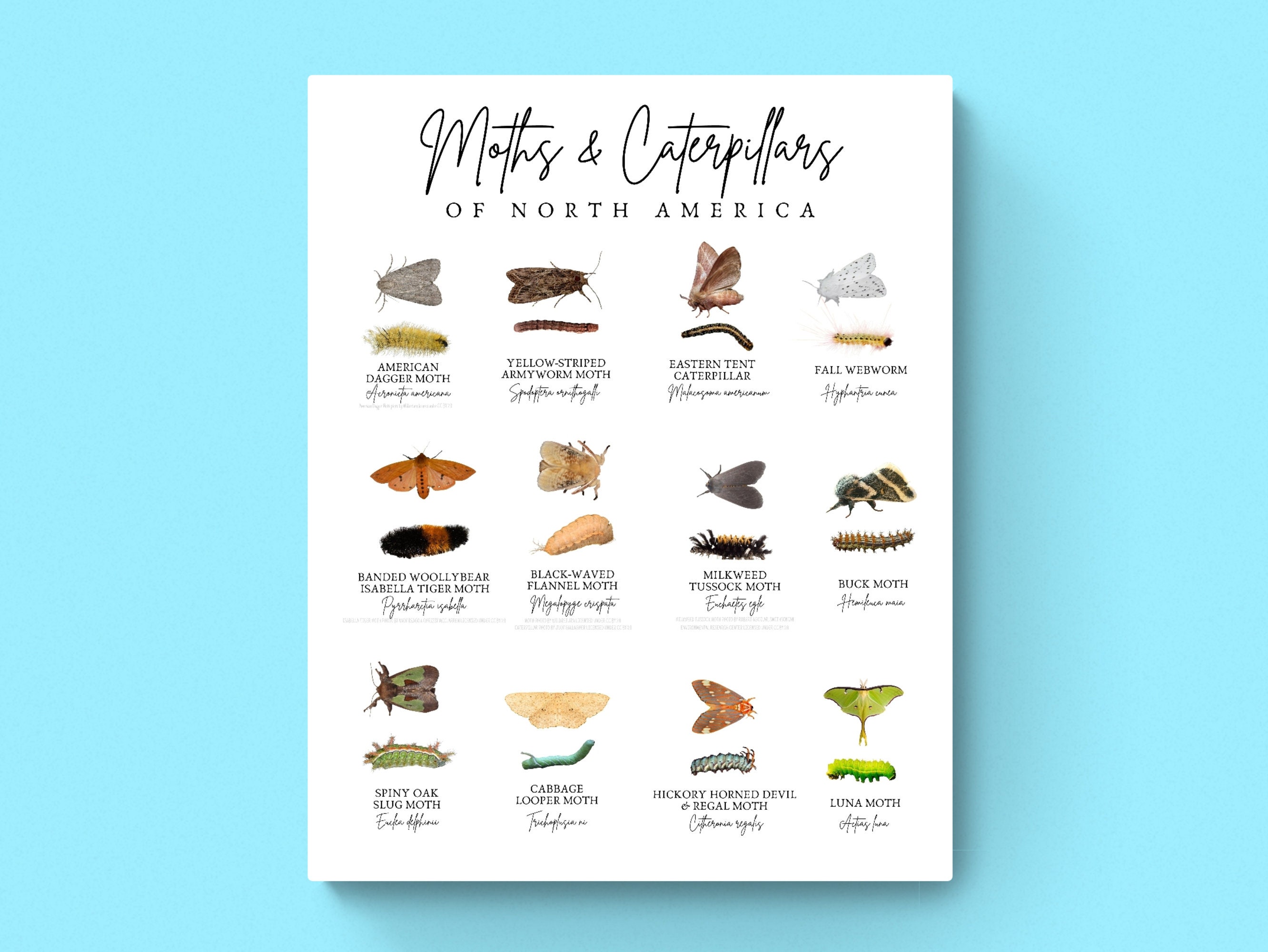 5 SIZES Moths Caterpillars North America Chart-insect Poster ...