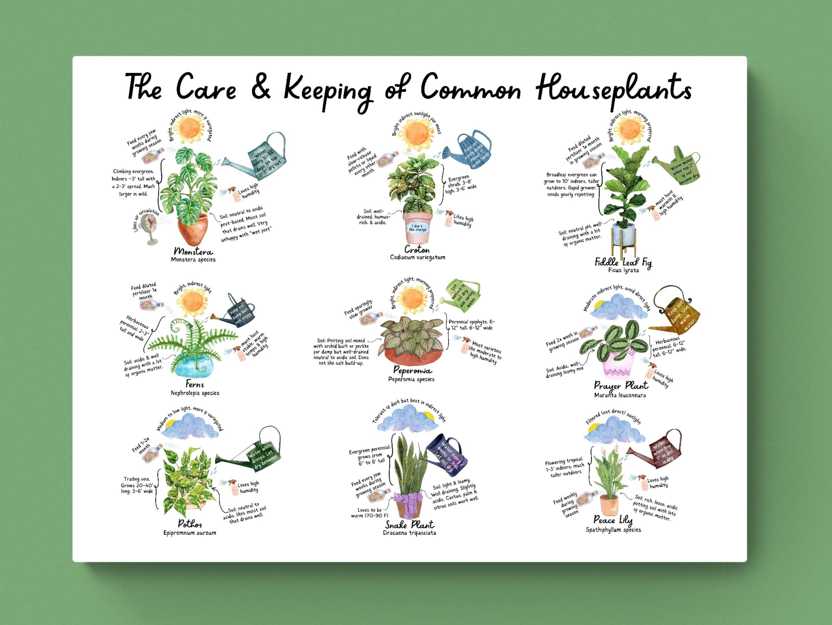 Illustrated Care Guide for Common Houseplants-indoor Plant Care ...