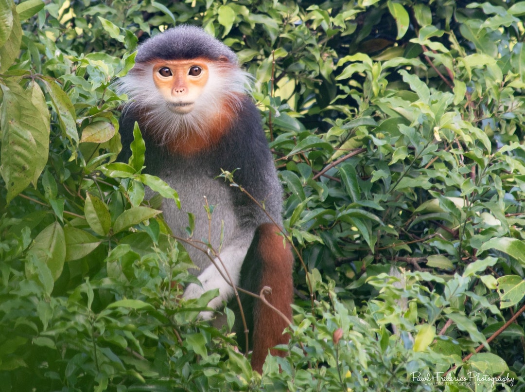 Red Shanked Duoc | Primate | Monkey | Wildlife | Photography | Travel ...