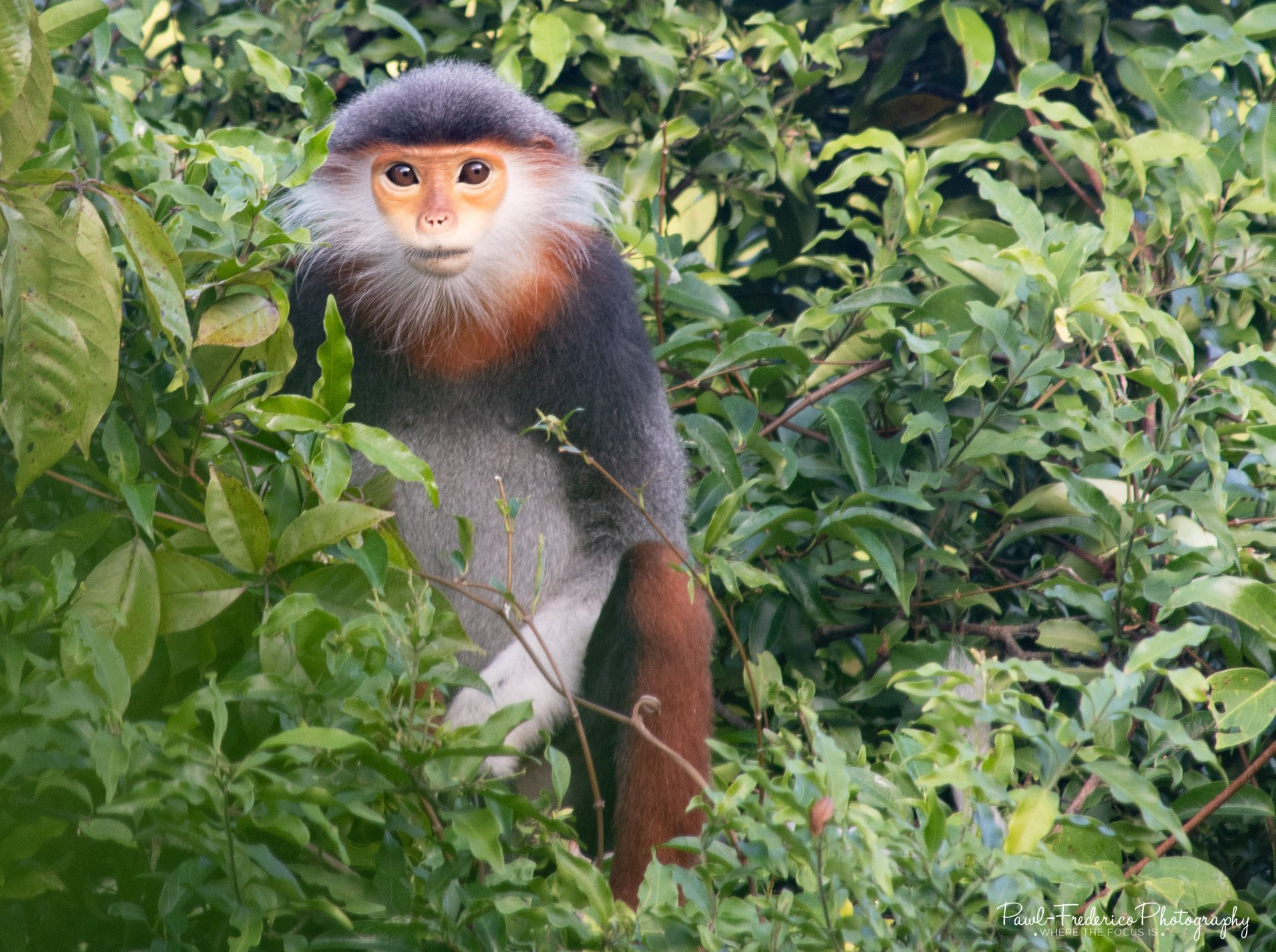 Red Shanked Duoc | Primate | Monkey | Wildlife | Photography | Travel ...